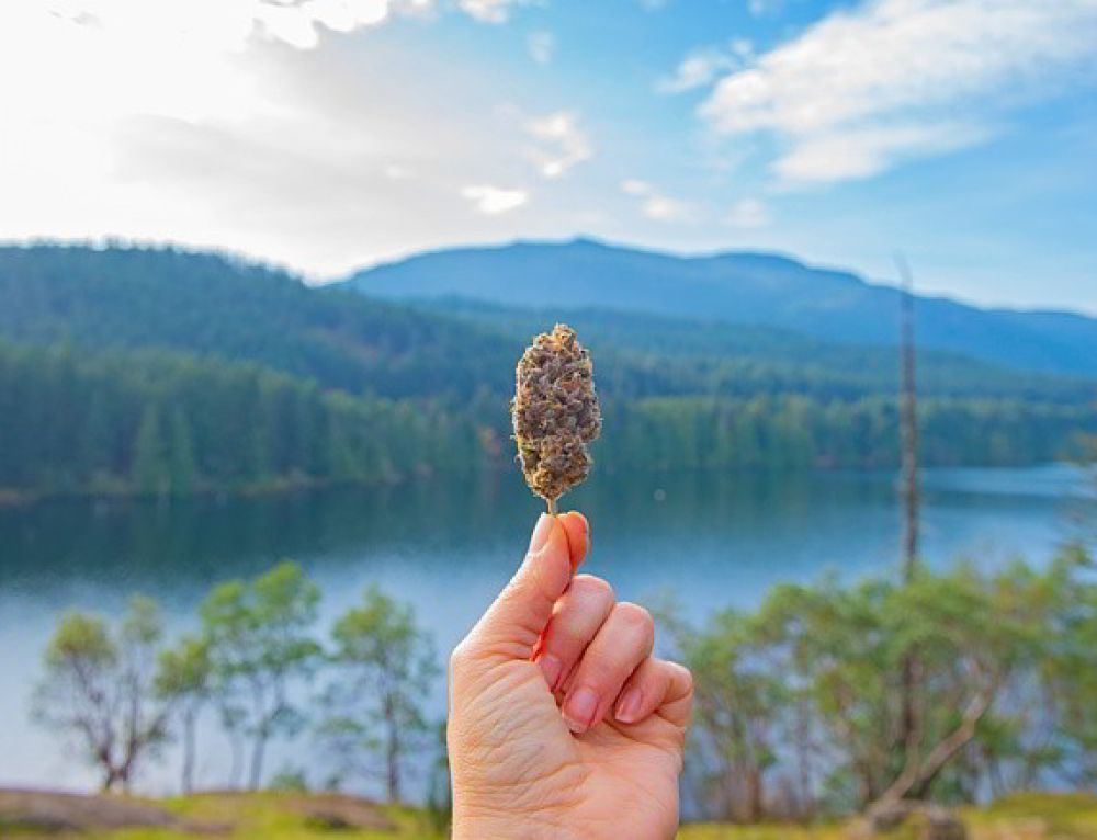 Montana Cannabis in Billings: Explore Frosteez Dispensary